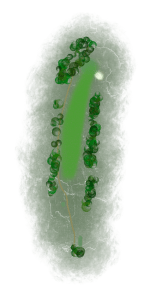 Hole 8 – Kane Country Club